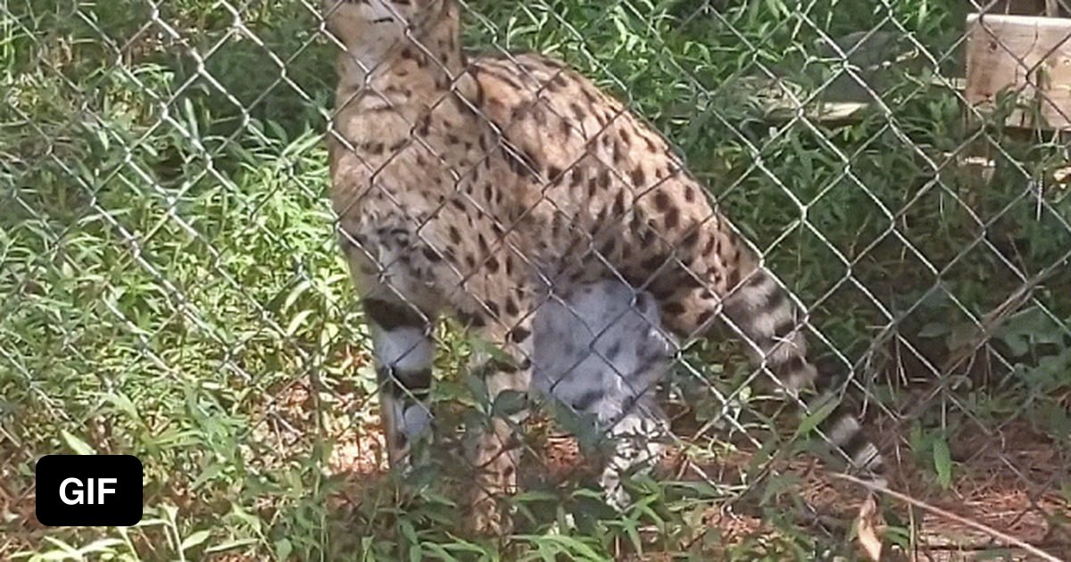 Elvis the 3 legged serval excited for a treat (but not a broken video) - 9GAG