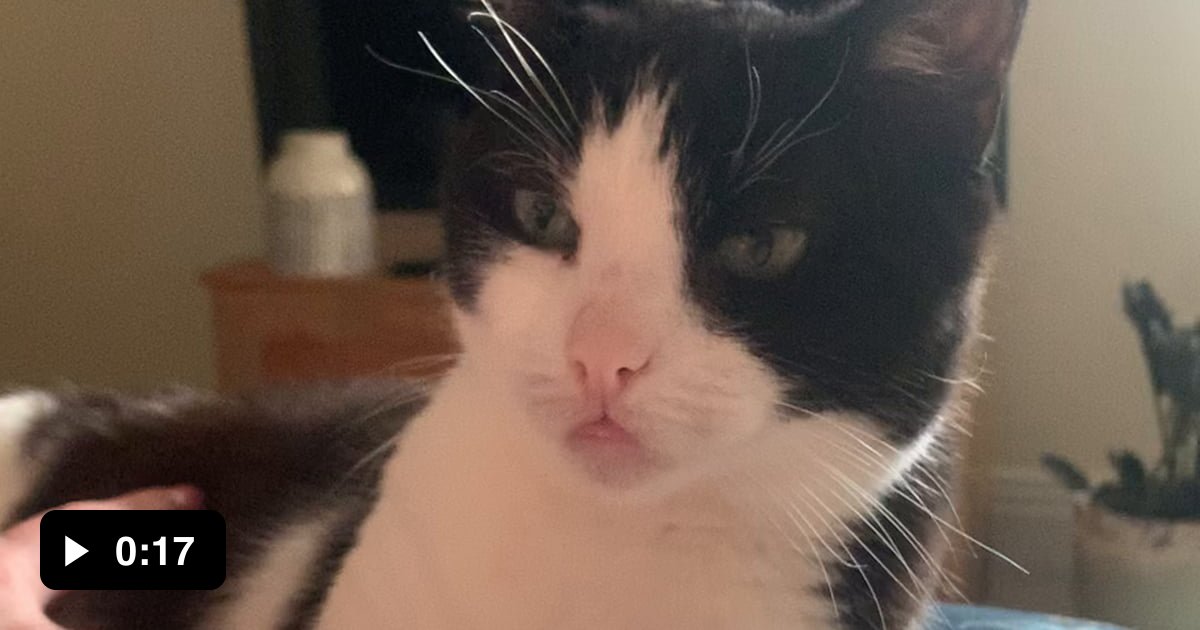 Anyone else have a derpy cat? - 9GAG