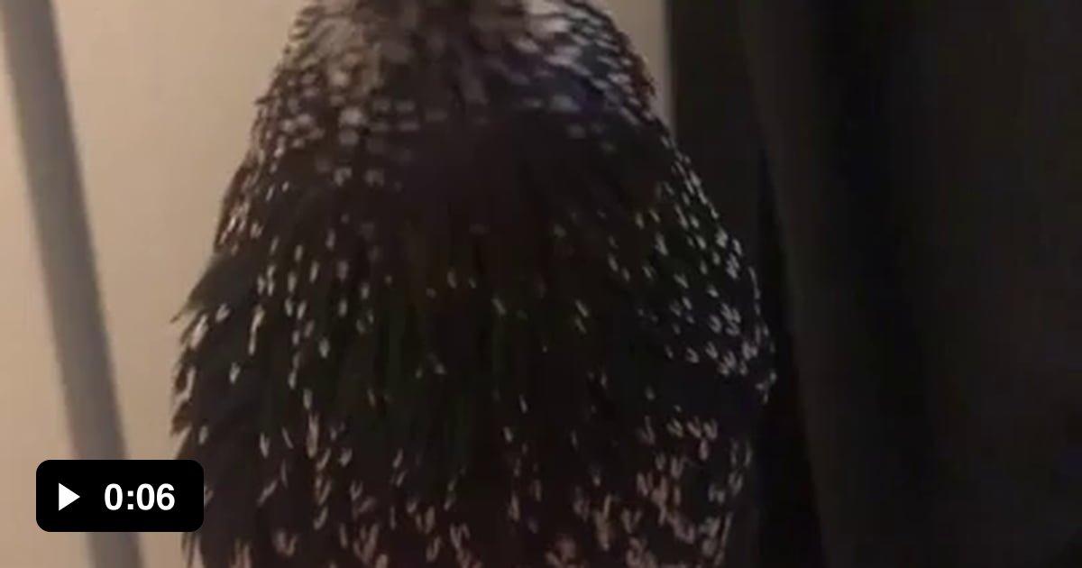 Bird copies robotic R2-D2 sounds perfectly. - 9GAG