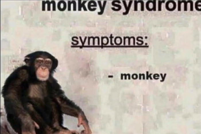 Monkey - 9GAG
