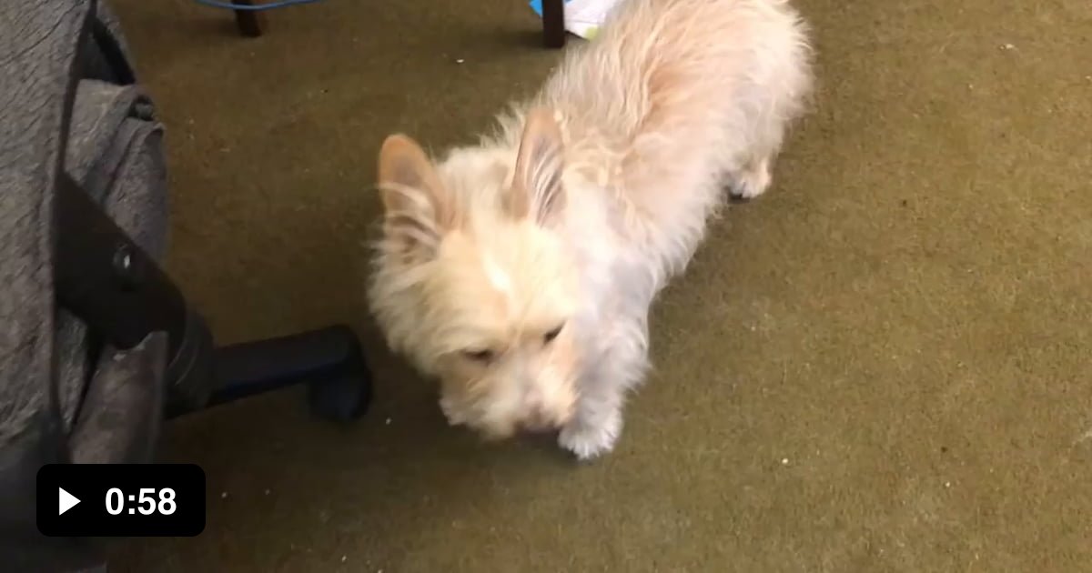 Dog fakes injured leg but recovers when suggested cannot go for walk - 9GAG