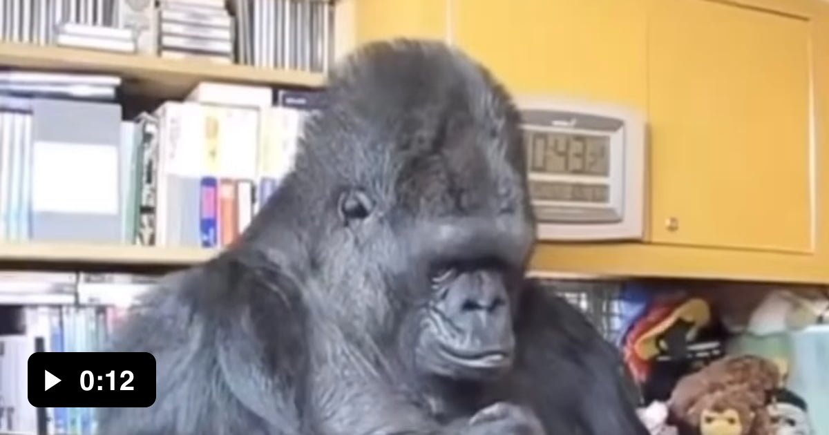 Gorilla Learns How To Blow His Nose 9GAG Gorilla Learns How To Blow His Nose 9GAG