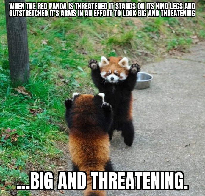 It's pandamonium! - 9GAG