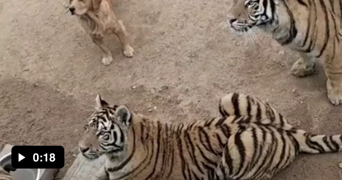 Poor tigers play beside a vicious creature - 9GAG