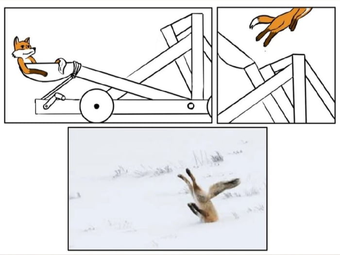 Fox doing fox stuff - 9GAG