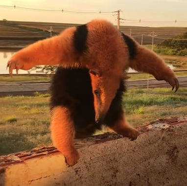 An Anteater's fighting stance - 9GAG