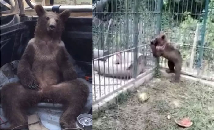 The bear who got high on "Mad Honey" recovers. Her name is now "Balkız ...