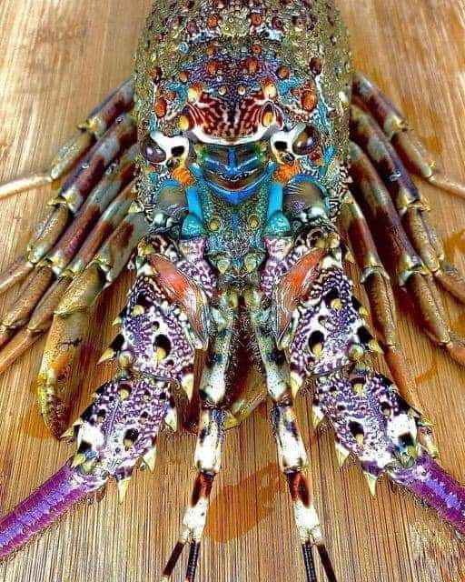 Psychedelic looking rainbow lobster. - 9GAG