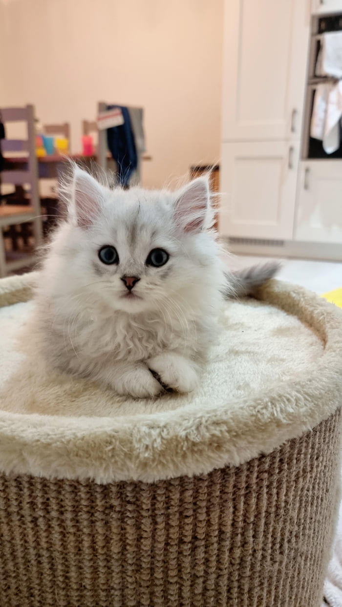 Floofy Face Bailey - 9GAG