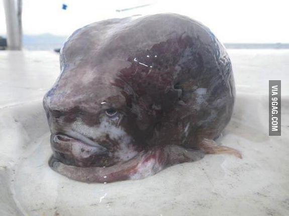 Alien Head Fish - 9GAG