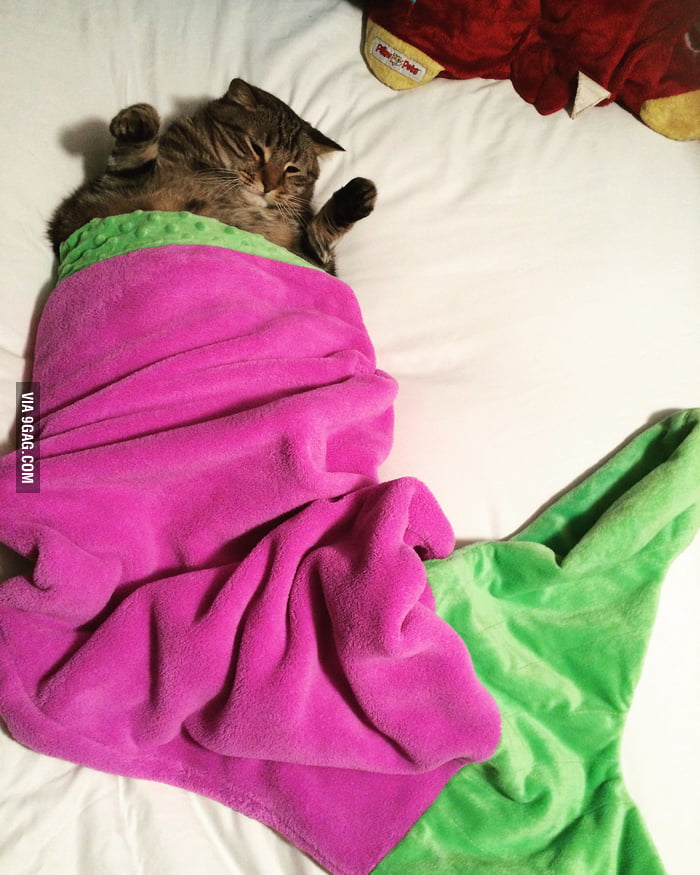 Chubby mermaid kitty. - 9GAG