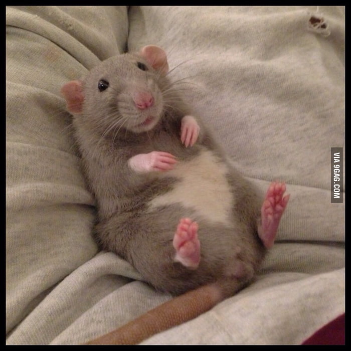 Eek, a rat! - 9GAG
