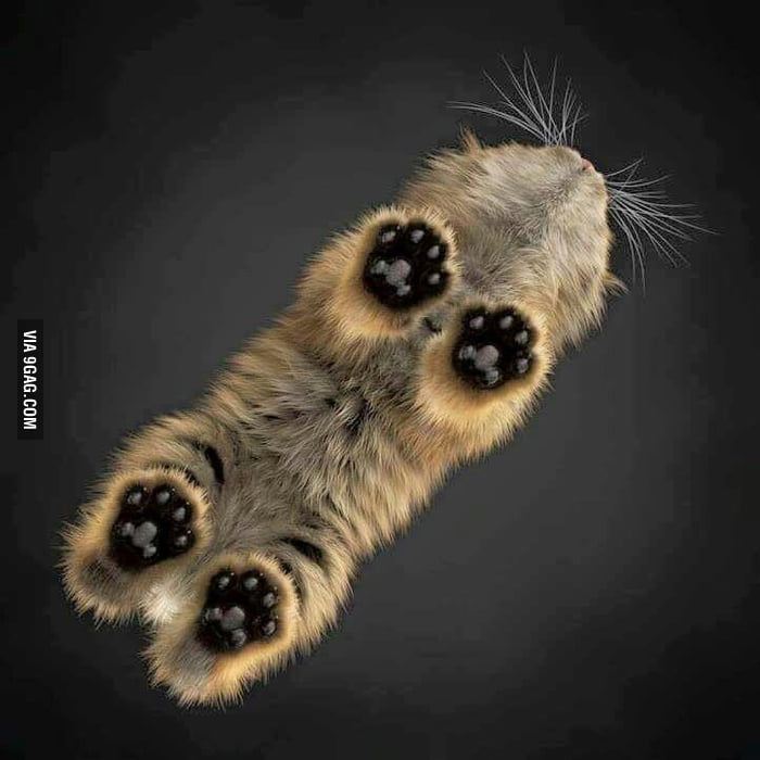 Tiny Paws - 9GAG
