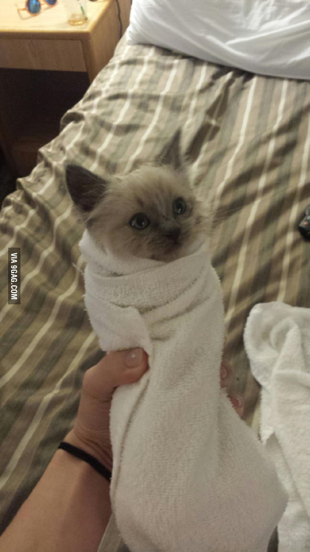 Just picked up this little floof today! - 9GAG