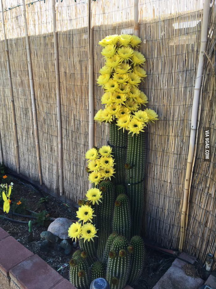 Cactus blooming for one day in Las Vegas - 9GAG
