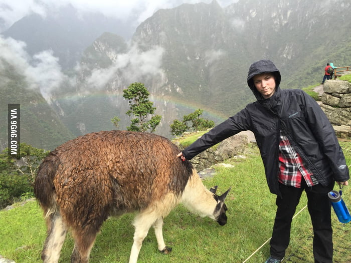 This majestic girl poking a llama in front of a rainbow at Machu Picchu. - 9GAG