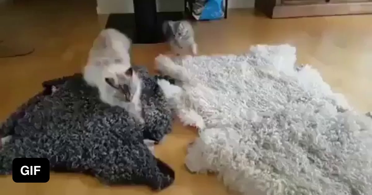 This cat flipping out. - 9GAG