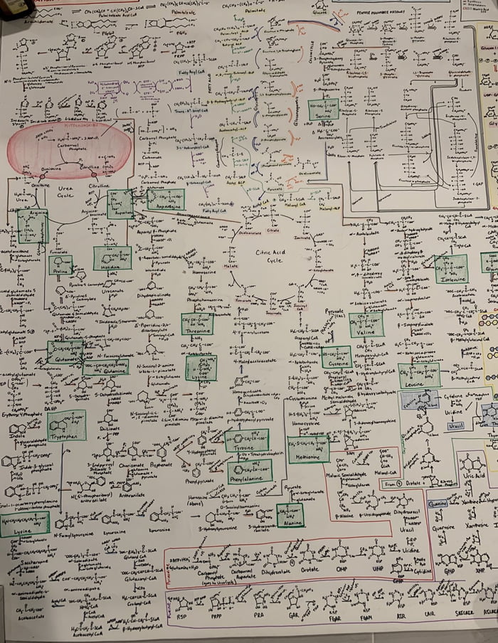 Hand drawn chart of all the metabolic pathways in the body. - 9GAG