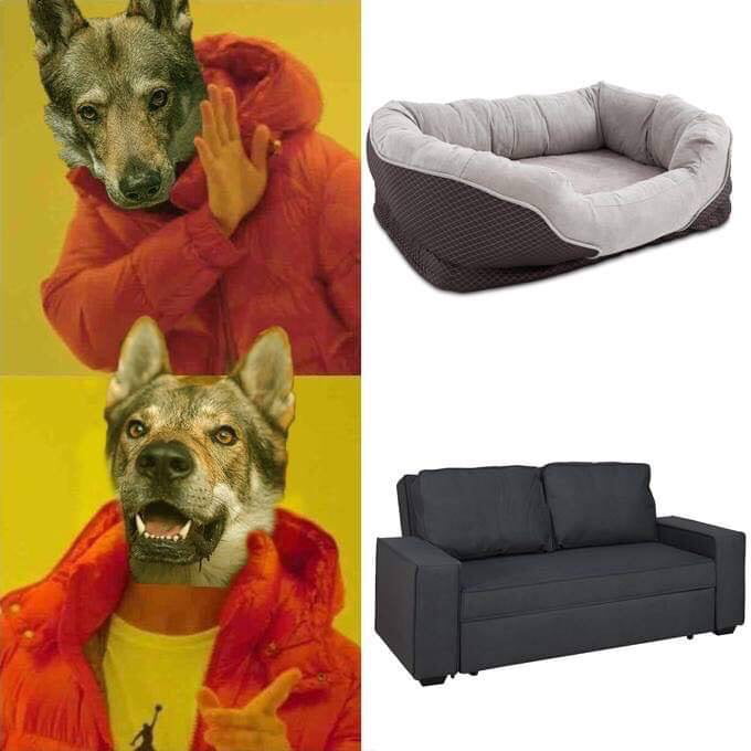 Comfy doggo - 9GAG