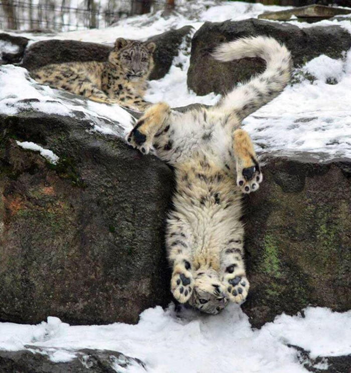 Lil snow Leopard - 9GAG