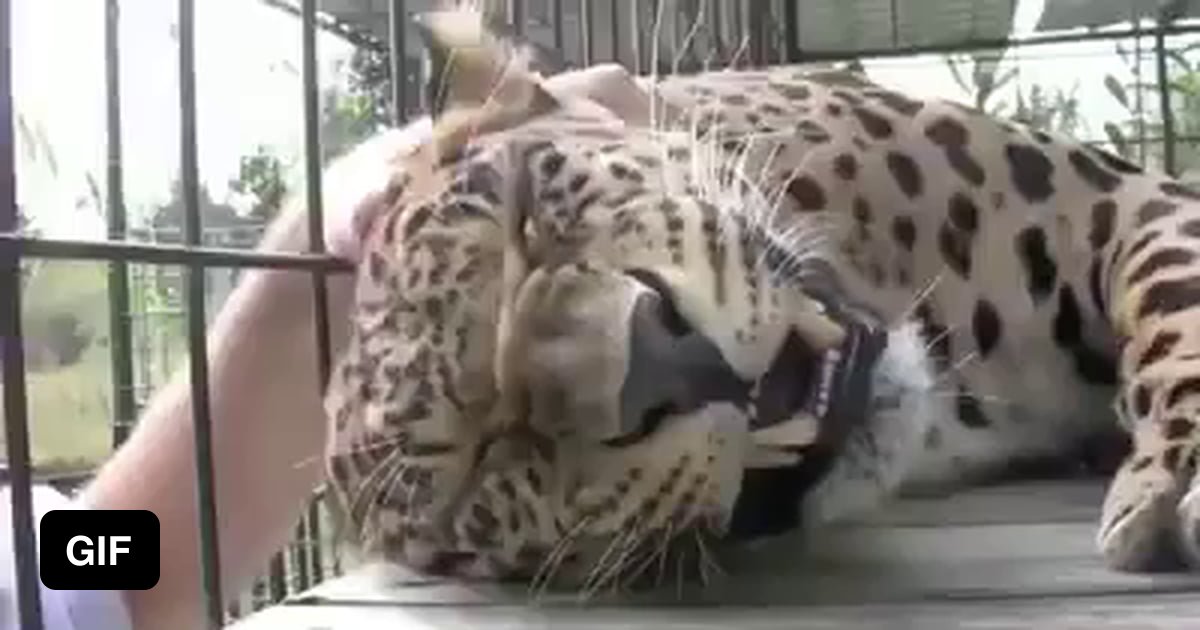 Who's a nice kitty? - 9GAG