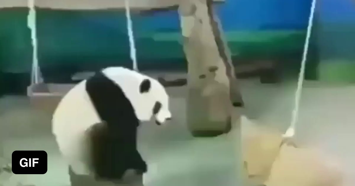 Pandas are Apex Predators - 9GAG