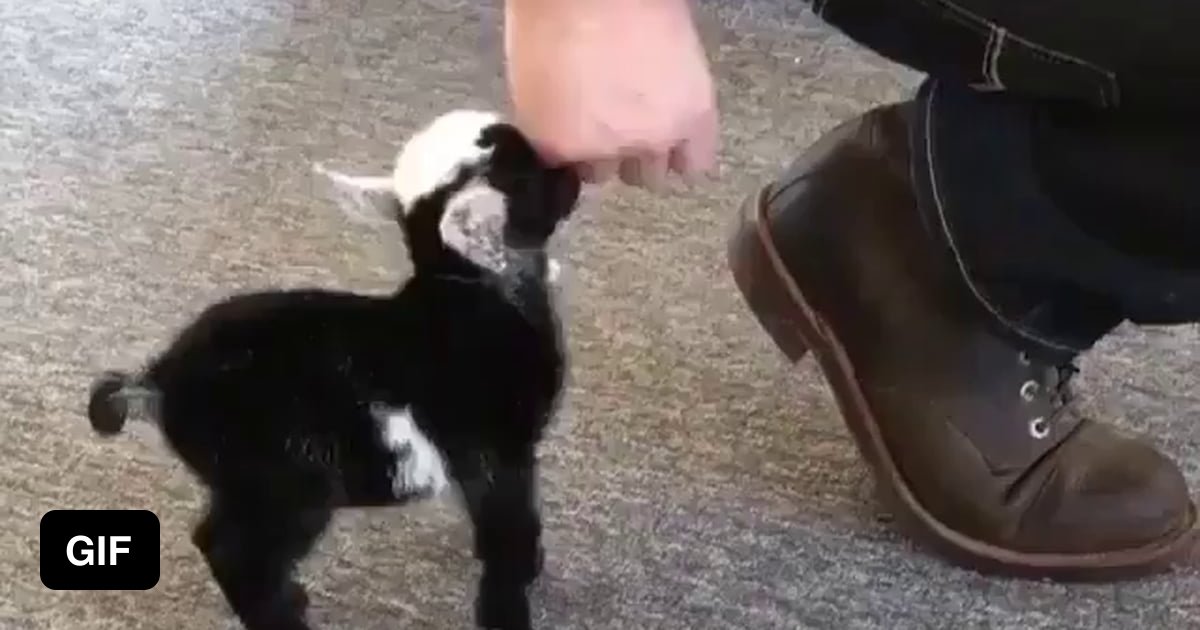 Just a tiny goat - 9GAG