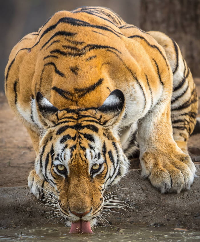 This little fella from India. - 9GAG