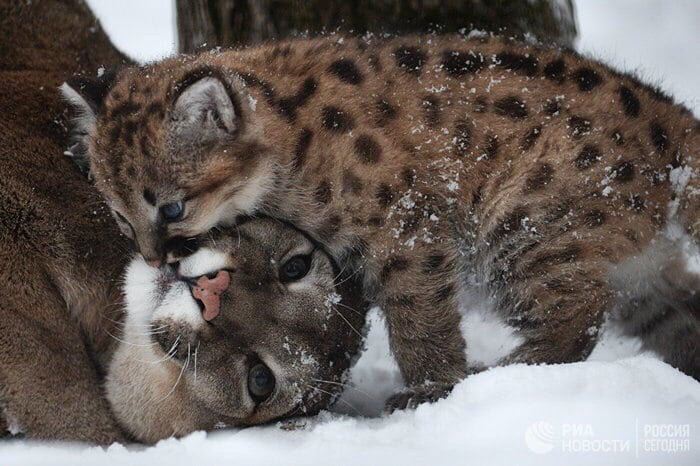 For the first time in 5 years in the Novosibirsk zoo came some new Puma ...