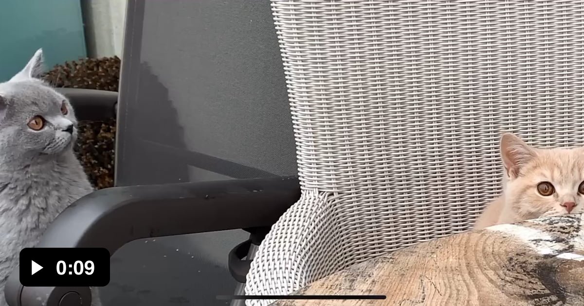Cat Lag 9gag