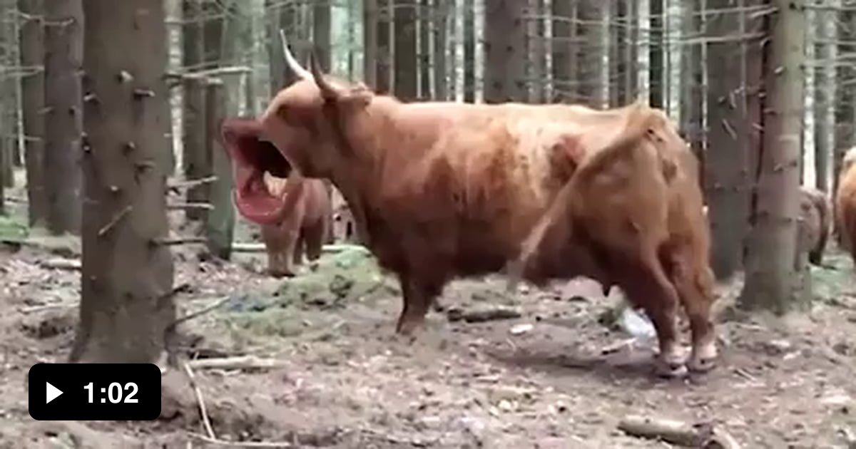 Moo moo im a cow - 9GAG