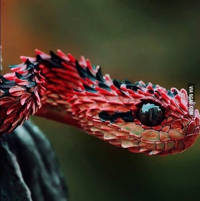Weirdest Snake Animals