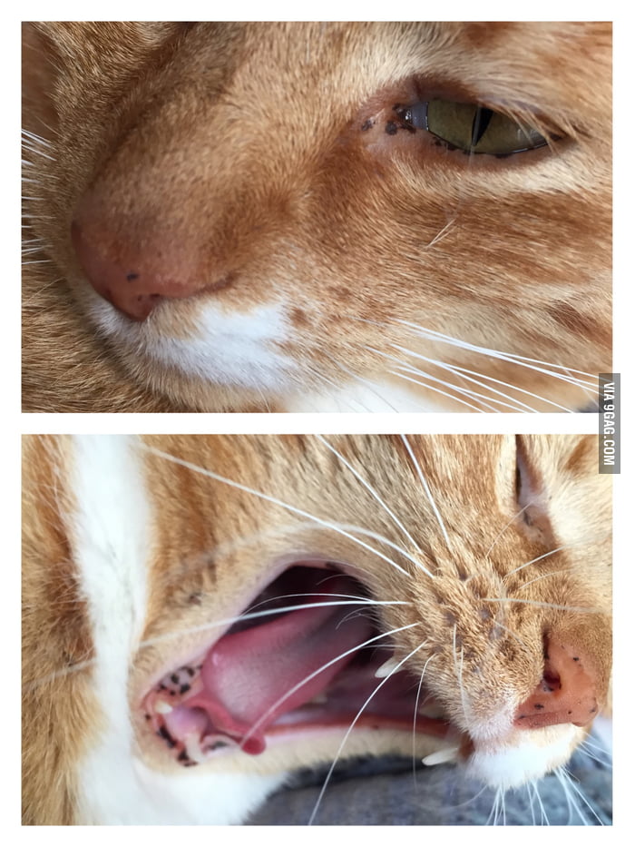 My cat has natural freckles in his eyes, in his nose and mouth. Gingers ftw - 9GAG