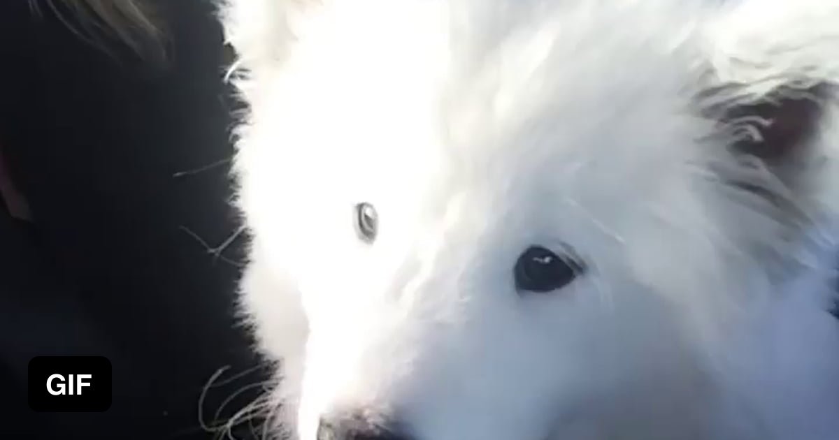 Gorgeous floof - 9GAG