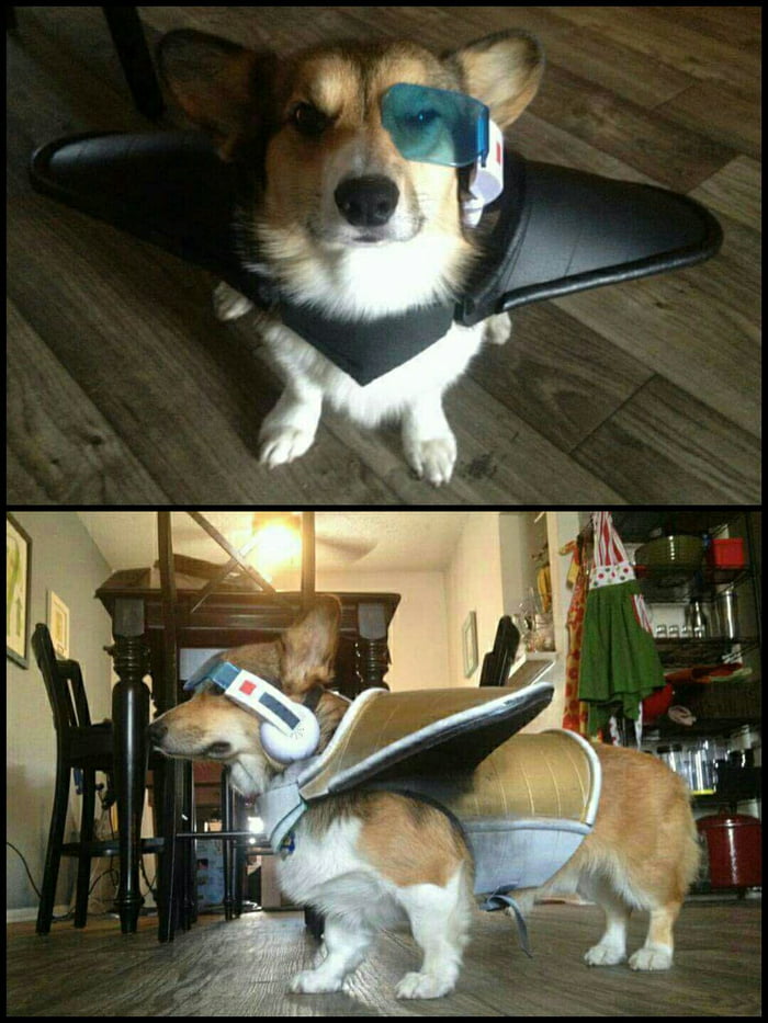 Its over 9000 woof!! - 9GAG