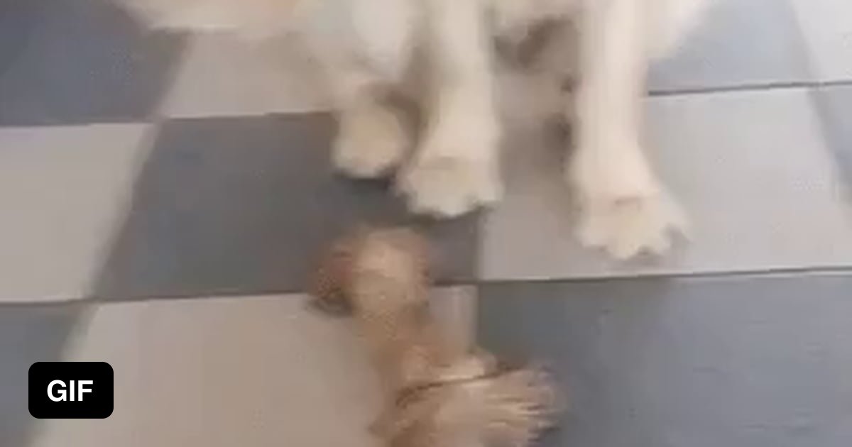 Yikes! The duck wants my rope! - 9GAG
