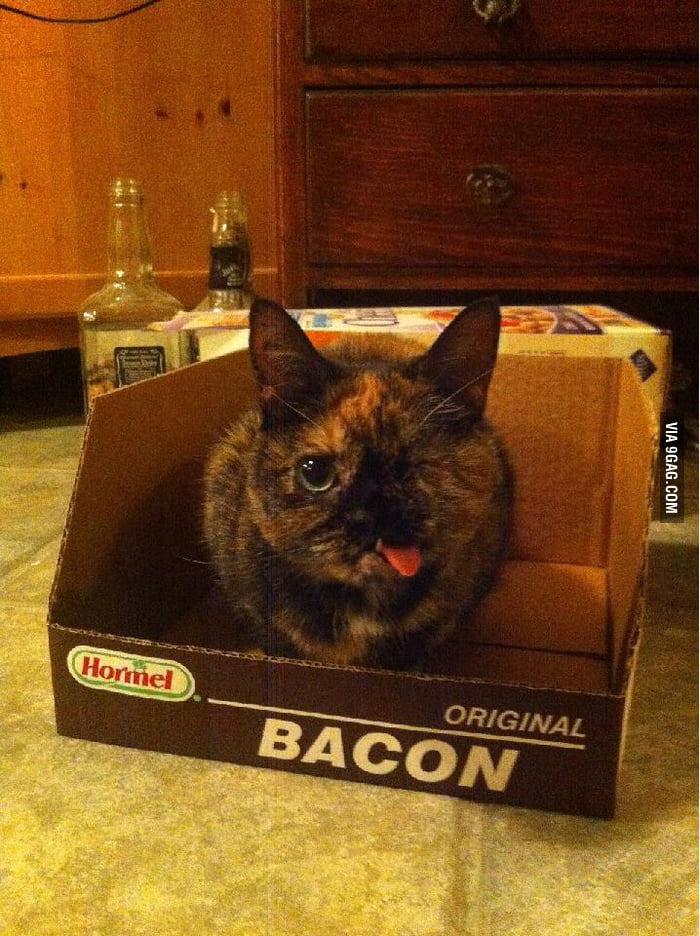 This adorable cat - 9GAG