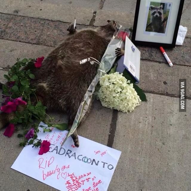 People in Toronto created a memorial to a dead raccoon after the city ...
