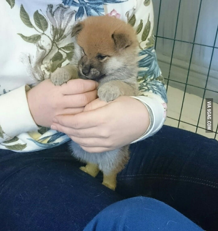 Fellow 9gagers! Say hi to my new Doge, Yoshi! - 9GAG