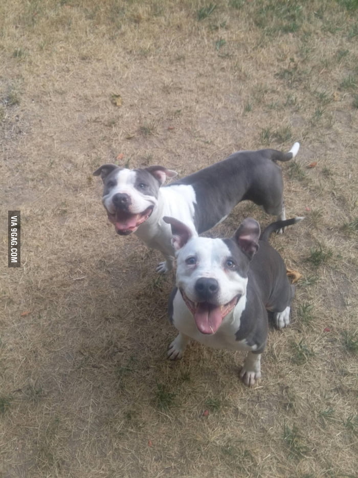 My 2 adopted pitbulls! - 9GAG