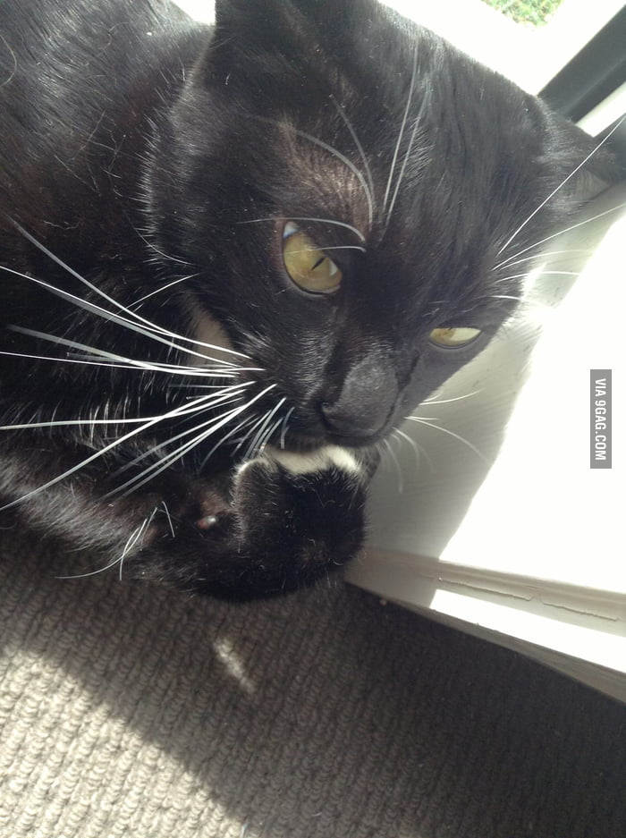 Success cat or thinker cat? - 9GAG