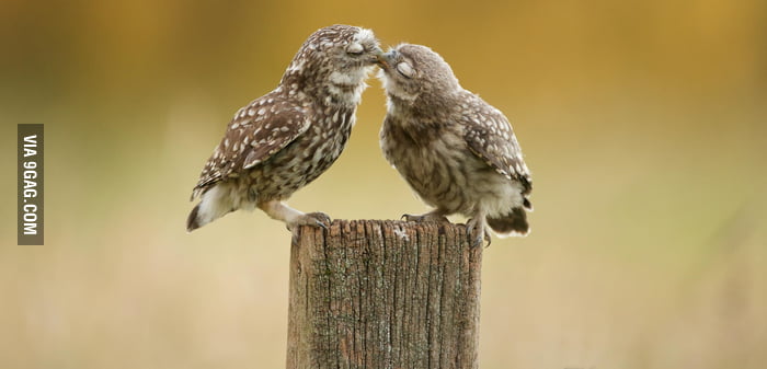 2 Owls, 1 Worm. - 9GAG