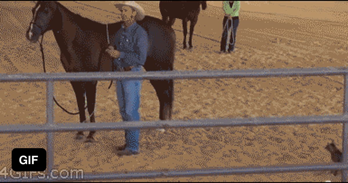 Those damn cats... - 9GAG