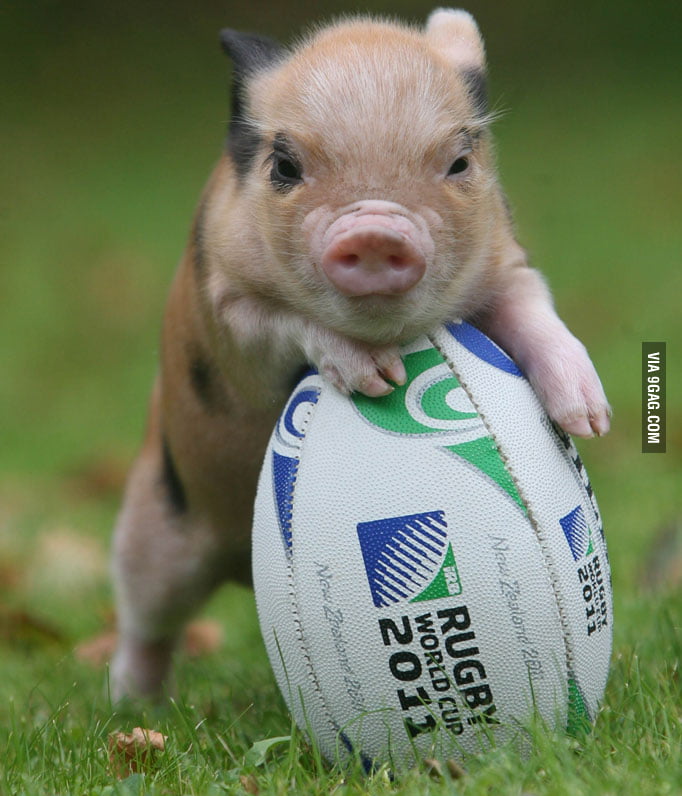 Rugby pig - 9GAG