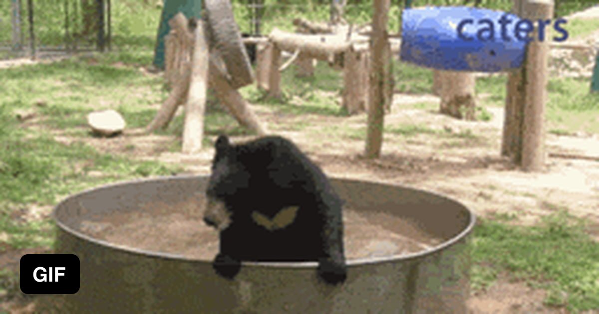 Bear cooling down - 9GAG