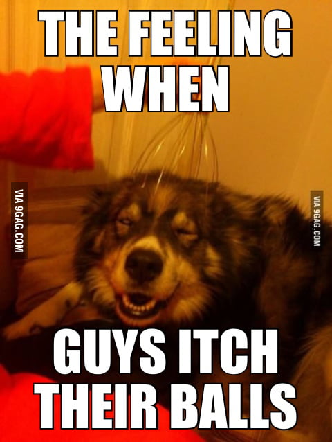Dat "feeling dog" meme anyone? - 9GAG
