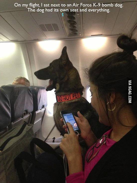 Air force K-9 bomb dog - 9GAG