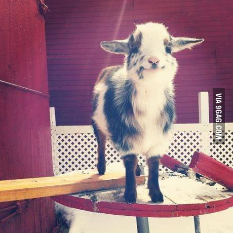 Smiling goat - 9GAG