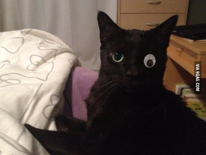 One eyed cat receives transplant from anonymous donor - 9GAG