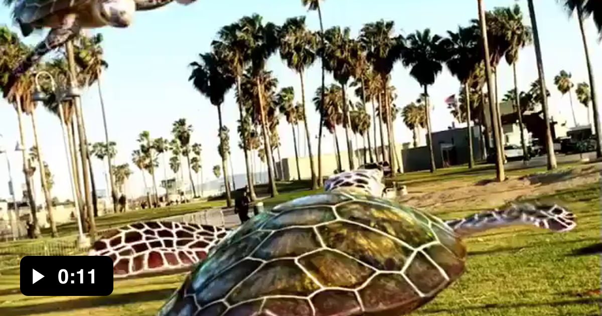 Flying turtles - 9GAG